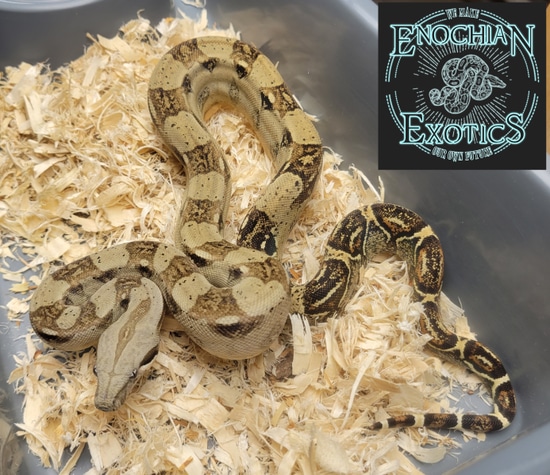 SALE! 2022 DH Sharp Snow Female Boa Constrictor by Enochian Exotics