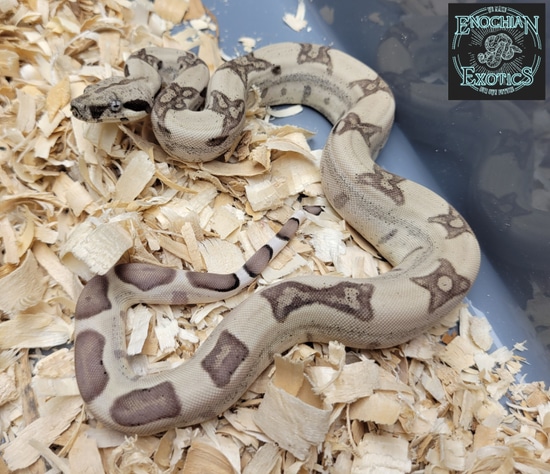 SALE! 2023 Ivory Ghost (Pastel Dream Ghost) Jungle Het Sharp Albino ...