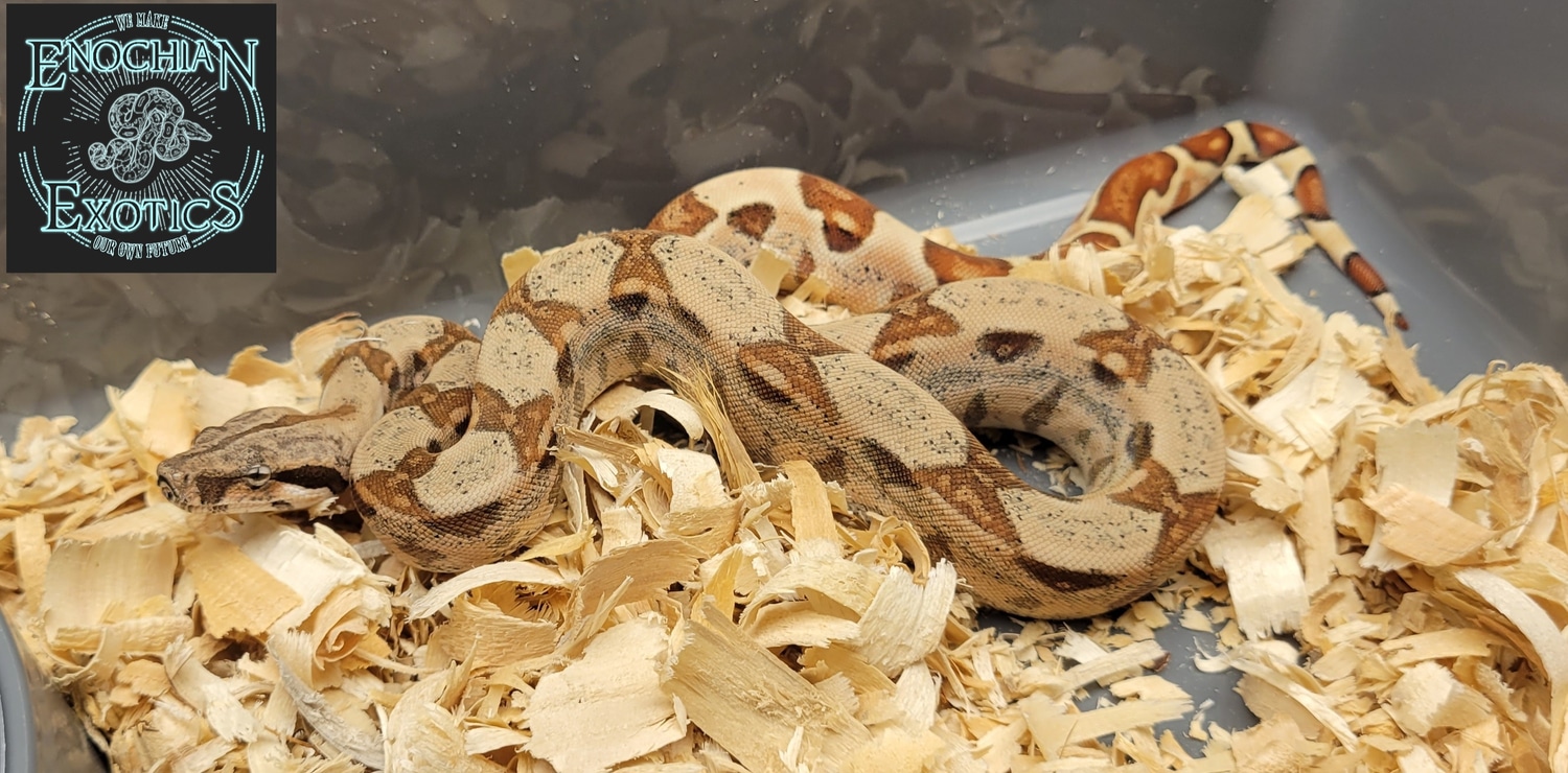 2023 Pastel Dream Hypo Het Sharp Snow Female Boa Constrictor by ...
