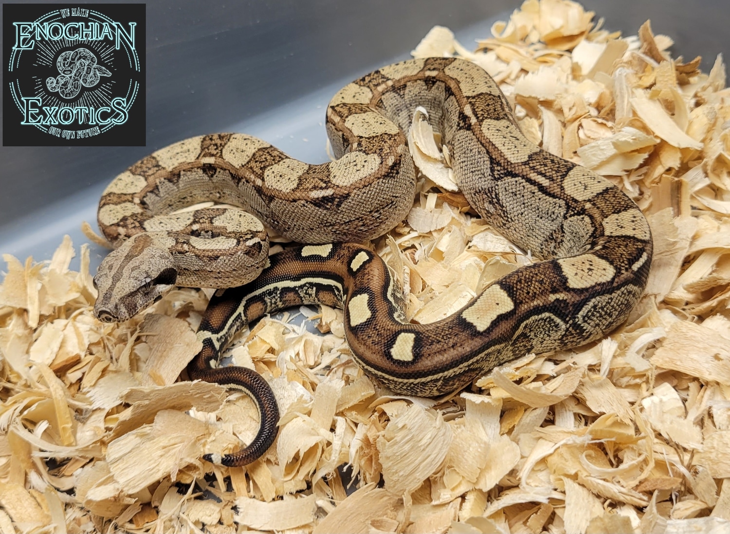 2023 Helios Pastel Keltic Parahet Het Anery Boa Constrictor by Enochian ...
