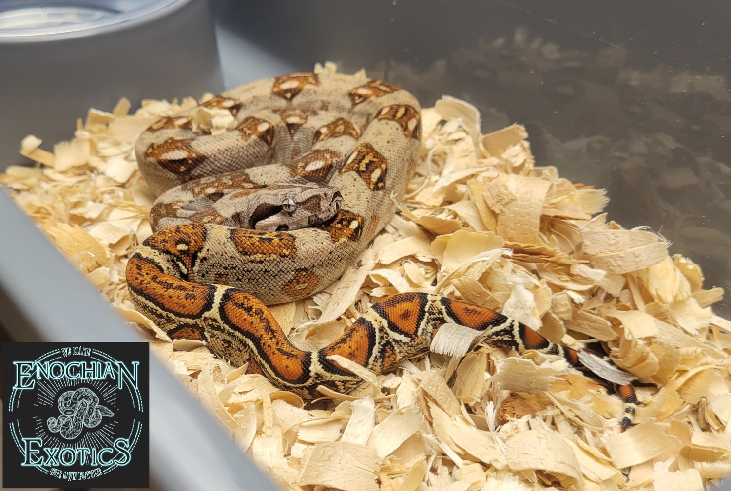Auction!! 2023 Pastel Dream Cyclone het Sharp Albino Male