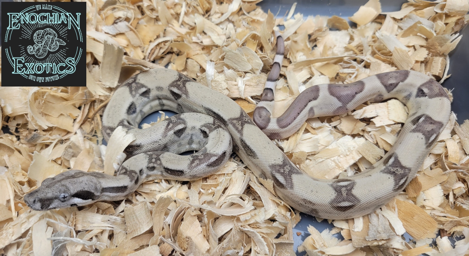 2023 Ivory Ghost (Pastel Dream Anery) Jungle Het Sharp Albino Male Boa ...