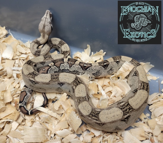 SALE! 2023 Helios Pastel Anery Keltic Parahet Female Boa Constrictor by ...
