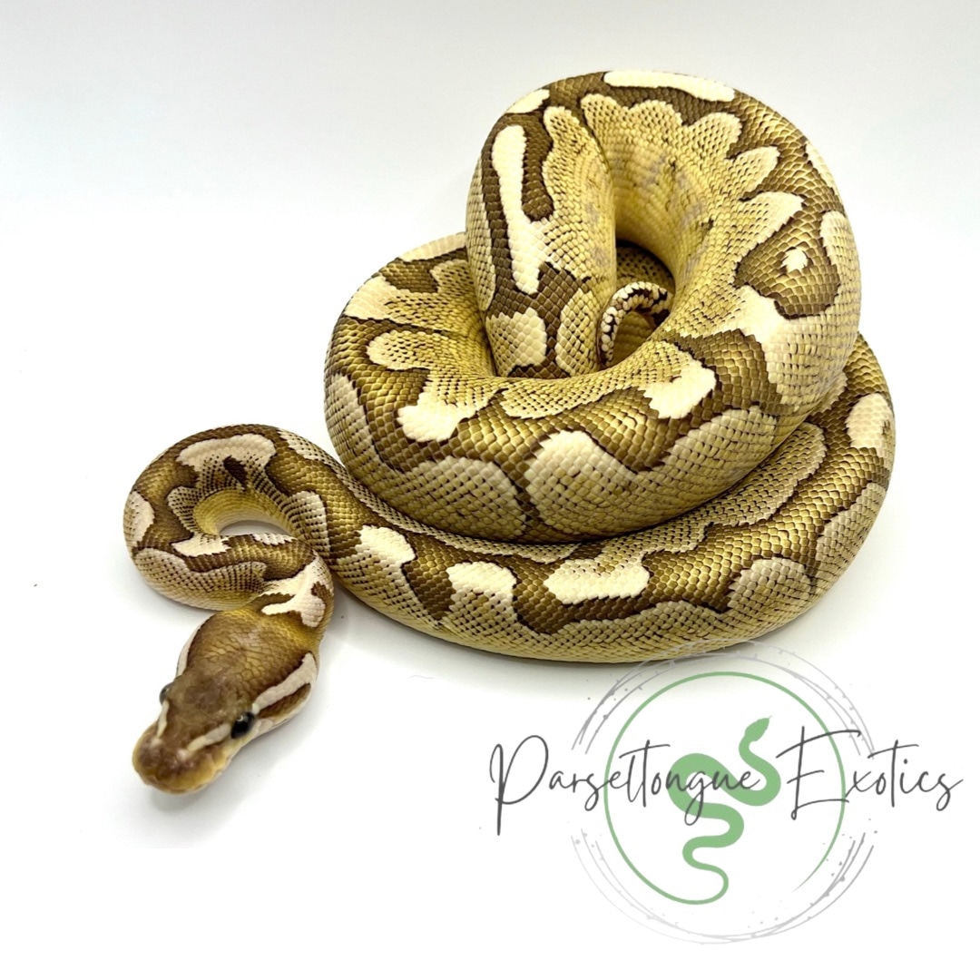 Bamboo Female Poss Het Albino Ball Python by Parseltongue Exotics ...