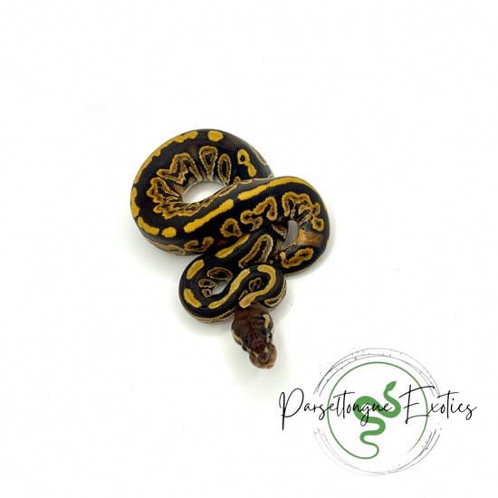 Black Pastel Yellowbelly 100% Het Pied With Ringer **Free Shipping ...