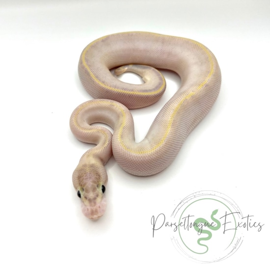 Ivory Ball Python by Parseltongue Exotics