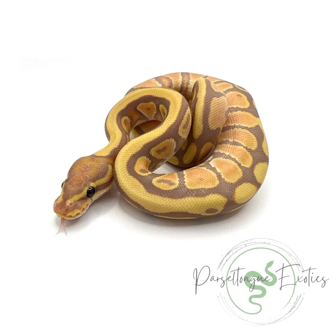 Coral Glow Ball Python by Parseltongue Exotics - MorphMarket