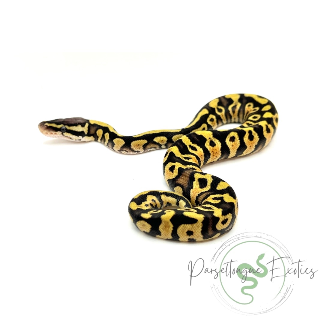 Yellowbelly Pastel Ball Python by Parseltongue Exotics - MorphMarket