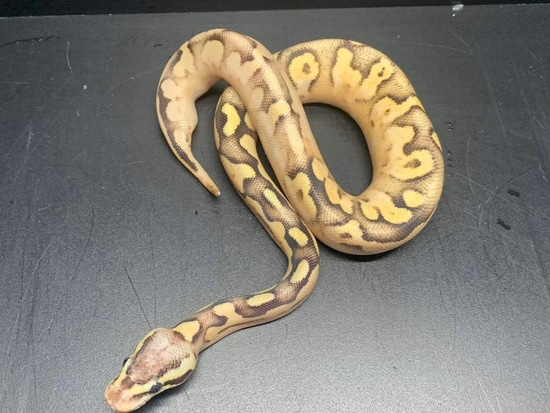 Super Pastel Calico Ball Python by Missing Link Aquatics & Exotics