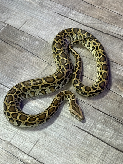 Het Granite Het Green Burmese Python by Missing Link Aquatics & Exotics