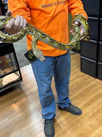 Sun Fire Reticulated Python by Missing Link Aquatics & Exotics