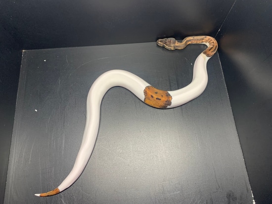 High White Pied Normal Ball Python by Missing Link Aquatics & Exotics