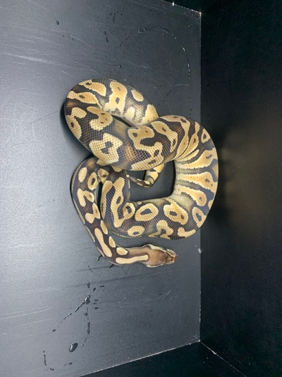 Pastel Mystic Ball Python by Missing Link Aquatics & Exotics
