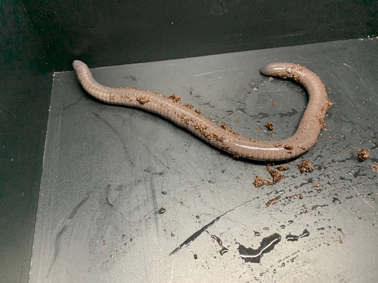 Giant Mexican Caecilian More Amphibian by Missing Link Aquatics & Exotics