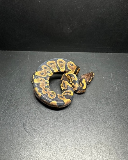 Leopard Het Albino Lavender Ball Python by Missing Link Aquatics & Exotics