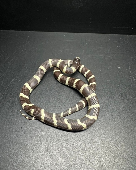 Desert Banded California Kingsnake by Missing Link Aquatics & Exotics