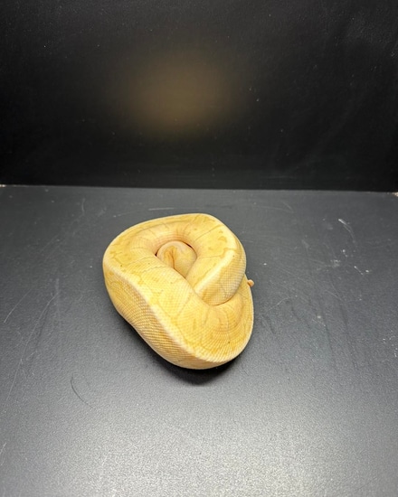 Banana Lemon Blast Het Axanthic Ball Python by Missing Link Aquatics & Exotics