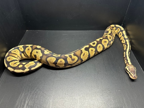 Super Pastel Yellow Belly Ball Python by Missing Link Aquatics & Exotics