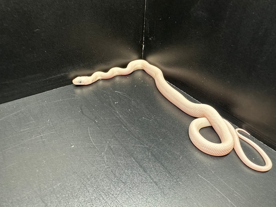 Leucistic Texas Rat Snake Western Rat Snake by Missing Link Aquatics ...
