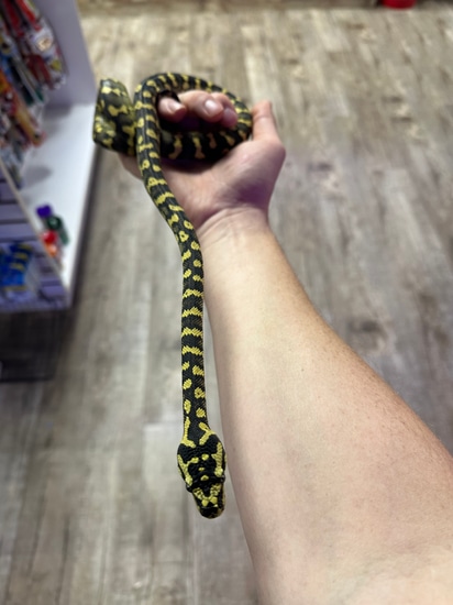 Jungle Carpet Python by Missing Link Aquatics & Exotics