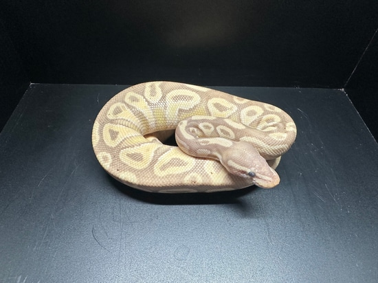 Banana Ball Python by Missing Link Aquatics & Exotics