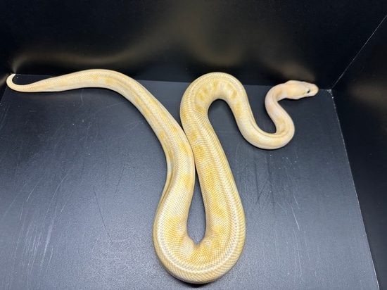 Pastel Champagne Het Ghost Ball Python by Missing Link Aquatics & Exotics