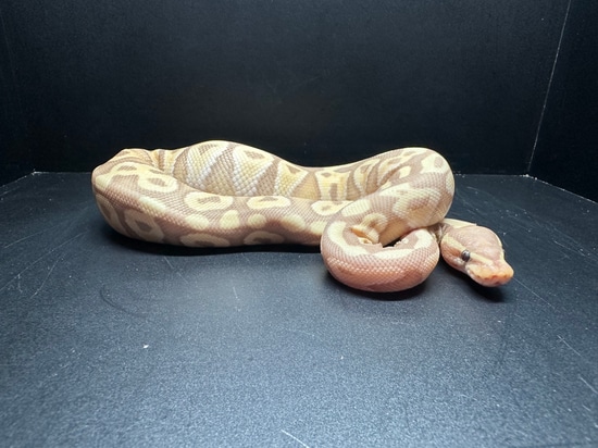 Super Banana Ball Python by Missing Link Aquatics & Exotics
