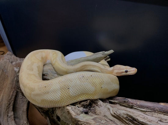 Banana Pied Ball Python by Missing Link Aquatics & Exotics