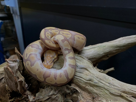 Caramel Ball Python by Missing Link Aquatics & Exotics