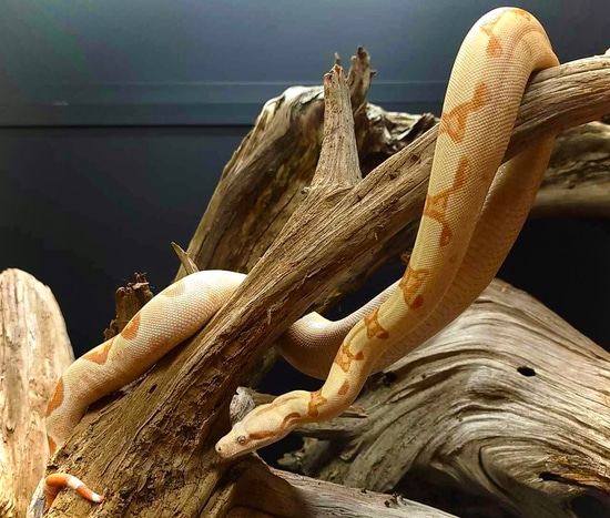 Coral Albino Sunglow Boa Constrictor by Missing Link Aquatics & Exotics
