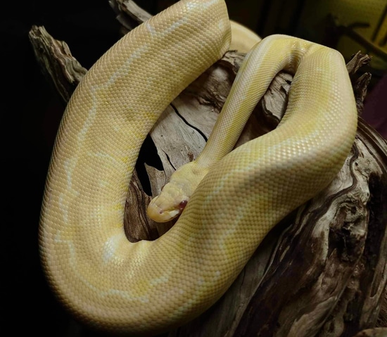 Black Pinstripe Albino Ball Python by Missing Link Aquatics & Exotics