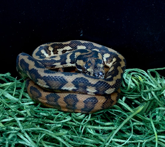 Darwin Carpet Python Het Albino by Missing Link Aquatics & Exotics