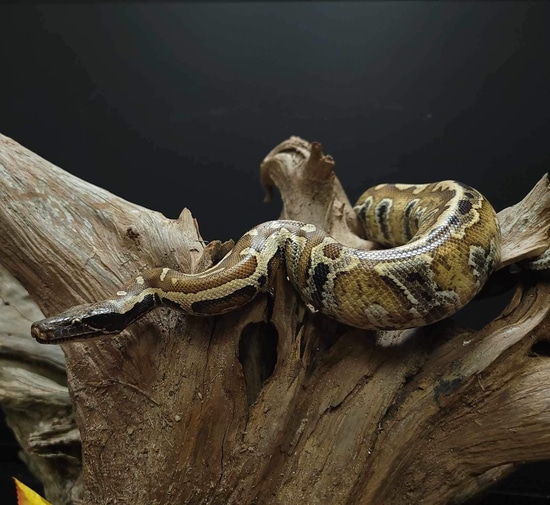 Normal Blood Python by Missing Link Aquatics & Exotics