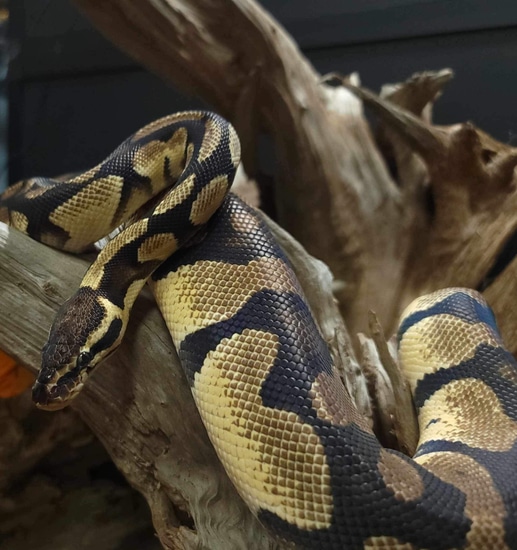 Pastel Orange Dream Het Desert Ghost Ball Python by Missing Link Aquatics & Exotics