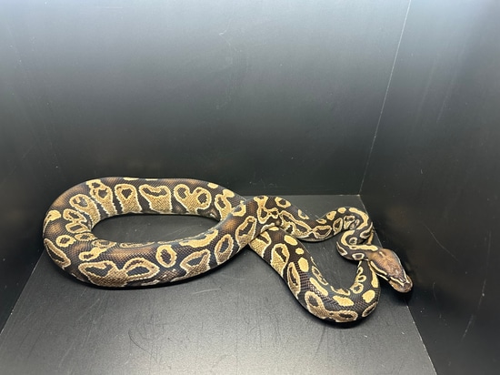 Blitz Ball Python by Missing Link Aquatics & Exotics