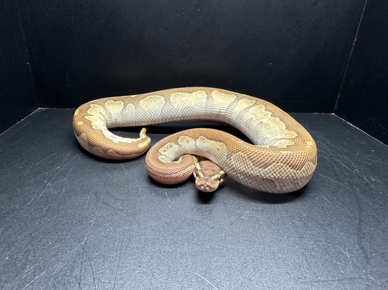 Blackhead Butter Enchi Ball Python by Missing Link Aquatics & Exotics