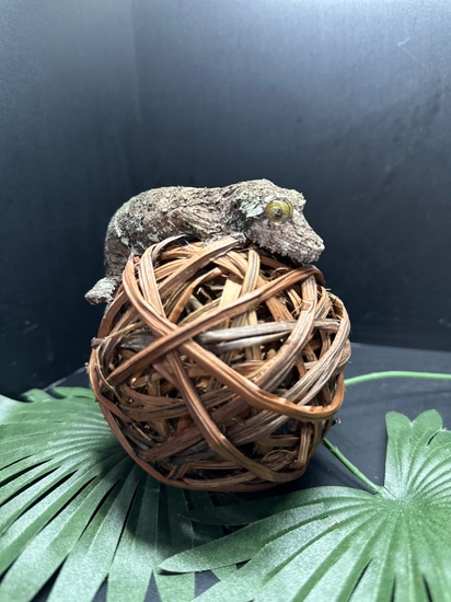Mossy Leaf Tailed Gecko Leaf-Tailed Gecko by Missing Link Aquatics & Exotics