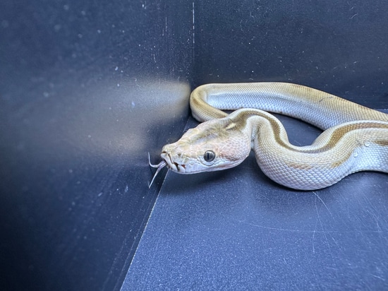 Patternless Green Burmese Python by Missing Link Aquatics & Exotics