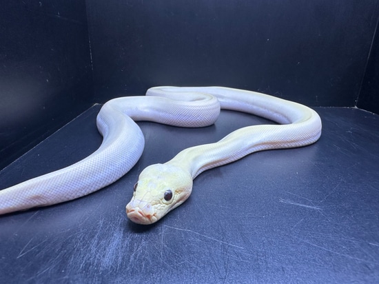 Ivory Burmese Python by Missing Link Aquatics & Exotics