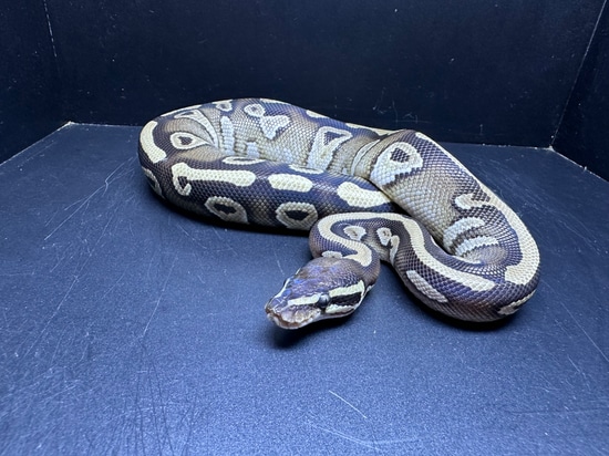 Mojave Ball Python by Missing Link Aquatics & Exotics