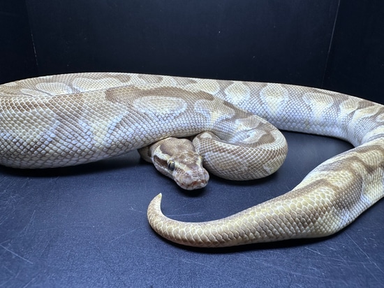 Lesser Enchi Ball Python by Missing Link Aquatics & Exotics