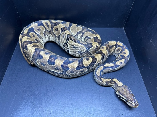 GHI Ball Python by Missing Link Aquatics & Exotics