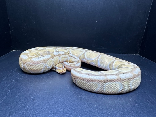 Banana Ball Python by Missing Link Aquatics & Exotics