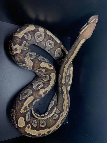Mojave #3 Ball Python by Missing Link Aquatics & Exotics