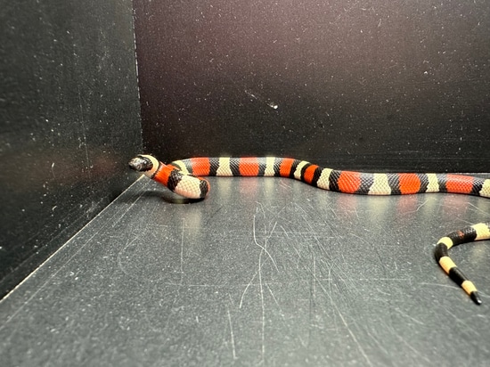 Pueblan Milk Snake by Missing Link Aquatics & Exotics