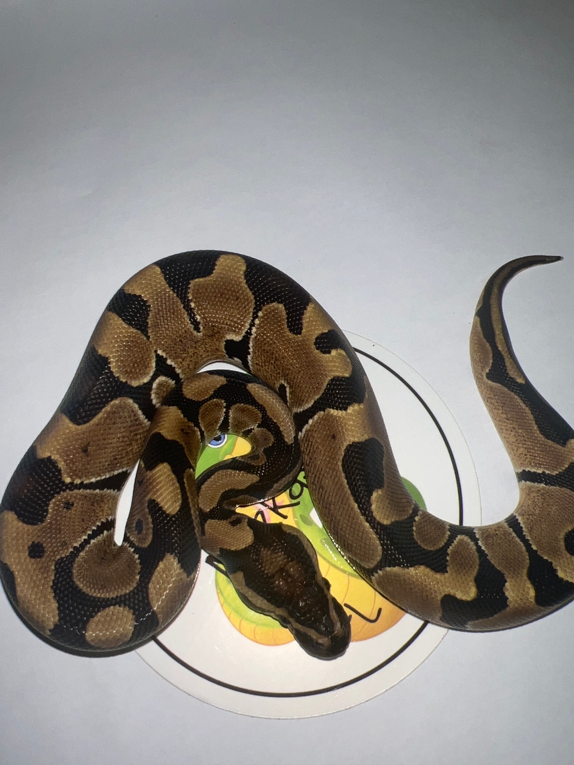 Blade Or Enchi Ball Python by Mizkas Balls - MorphMarket
