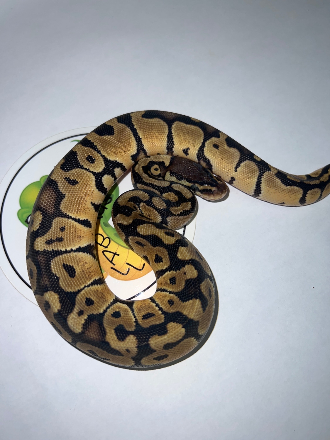 Pastel 50% Het Vpi Axanthic Ball Python by Mizkas Balls and exotics ...