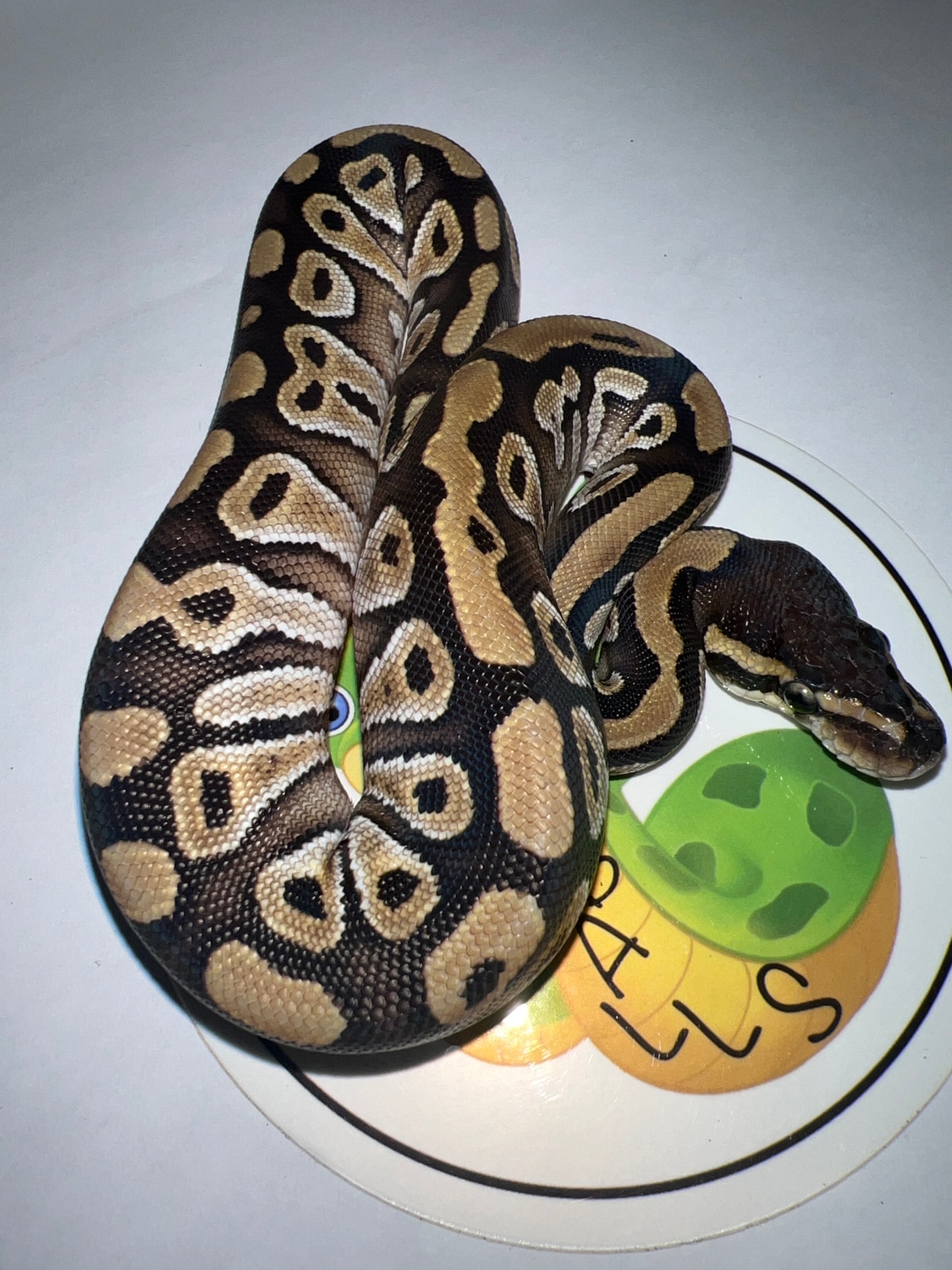 Mojave Ball Python by Mizkas Balls and exotics - MorphMarket