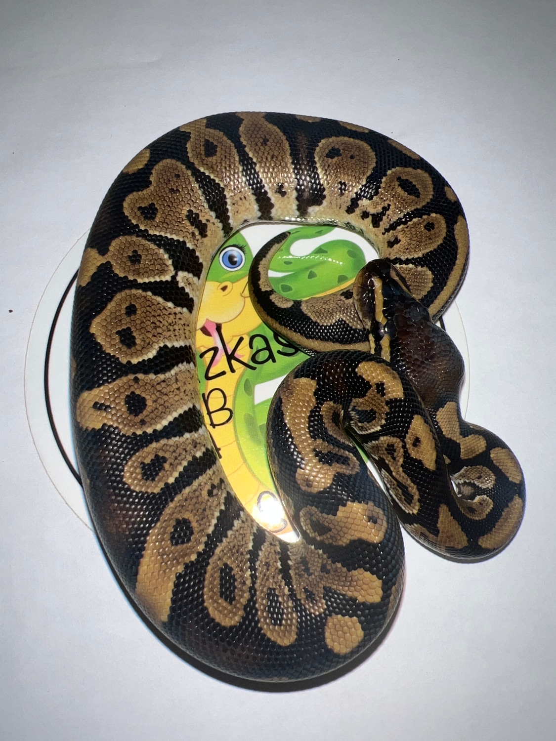 66% Het Pied Ball Python by Mizkas Balls - MorphMarket