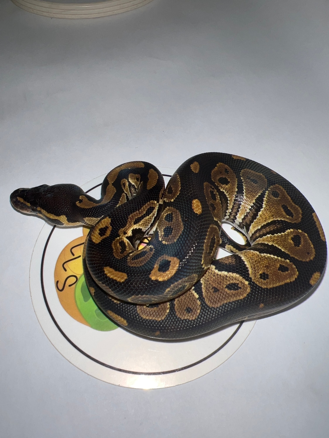 Blackhead 50% Het Lavender Ball Python by Mizkas Balls - MorphMarket